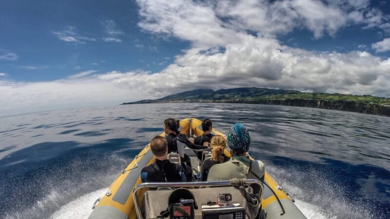 Azores: Swim with Dolphins Atlantic Experience - Value and Practicalities