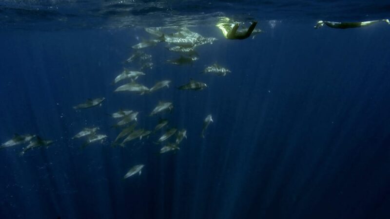Azores: Swim with Dolphins Atlantic Experience - Who Will Love This Experience?