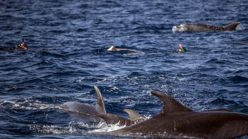 Azores: Swim with Dolphins Atlantic Experience - Final Thoughts: Is It Worth It?