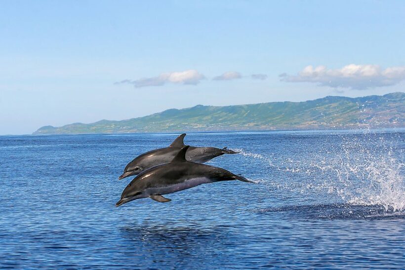 Azores Whale Watching & Islet Boat Tour - Introduction: Exploring the Azores on a Whale Watching & Islet Boat Tour