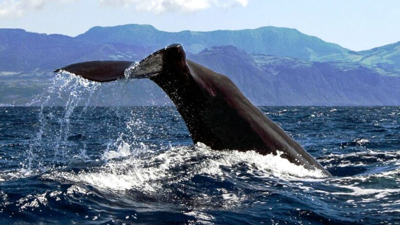 Azores Whale Watching & Islet Boat Tour - Who Would Love This Tour?