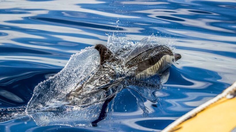 Azores Whale Watching & Islet Boat Tour - FAQ