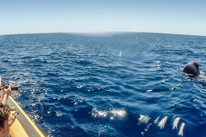 Azores Whale Watching & Islet Boat Tour - FAQ