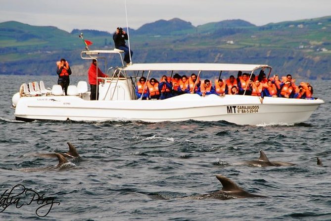 Azores Whale Watching Tour Ponta Delgada - The Value of the Experience