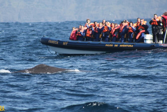 Azores Whale Watching Tour Ponta Delgada - The Itinerary in Detail