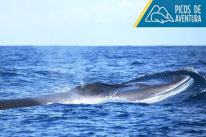 Azores Whale Watching Tour Ponta Delgada - Transportation, Group Size, and Comfort