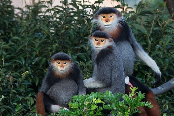 Ba Na Hill/Golden Bridge/Dragon Bridge Customize Tour by Private - Key Points