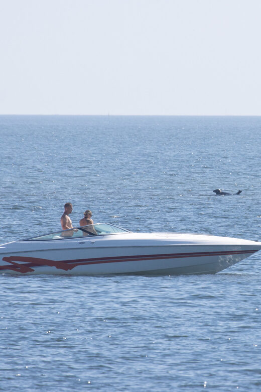 Baabe on Rügen: Seal-Spotting Cruise in the Baltic - Key Points