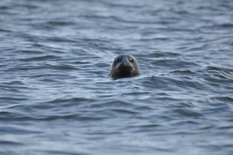 Baabe on Rügen: Seal-Spotting Cruise in the Baltic - An In-Depth Look at the Seal-Spotting Cruise