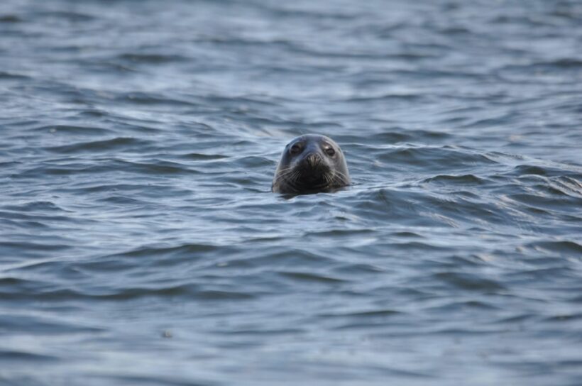 Baabe on Rügen: Seal-Spotting Cruise in the Baltic - Final Thoughts