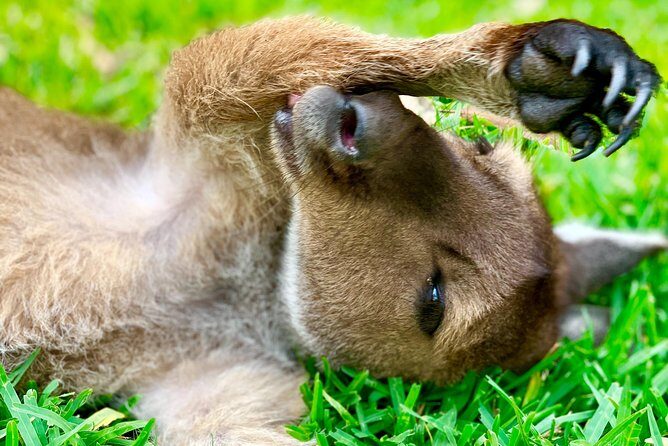 Baby Animals, Boomerangs and BBQ Lunch - The Itinerary in Detail