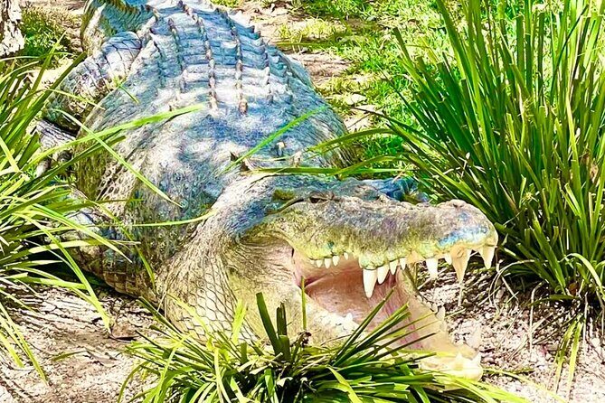 Baby Animals, Boomerangs and BBQ Lunch - Who Should Consider This Tour?