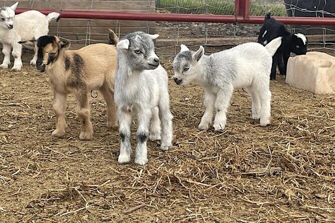 Baby Goat Cuddling and Wine Tour - Key Points