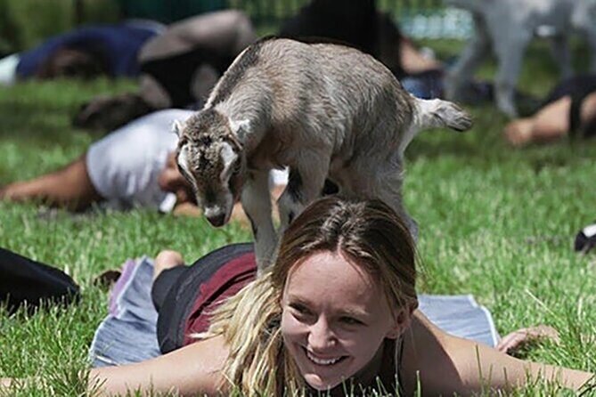 Baby Goat Cuddling and Wine Tour - An In-Depth Look at the Baby Goat Cuddling and Wine Tour