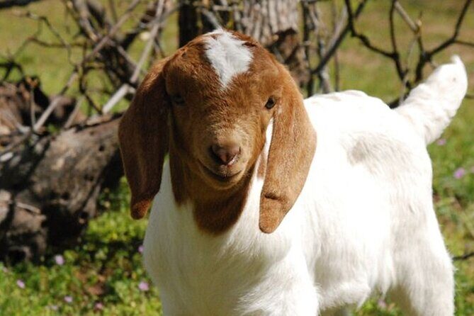 Baby Goat Cuddling and Wine Tour - The Sum Up