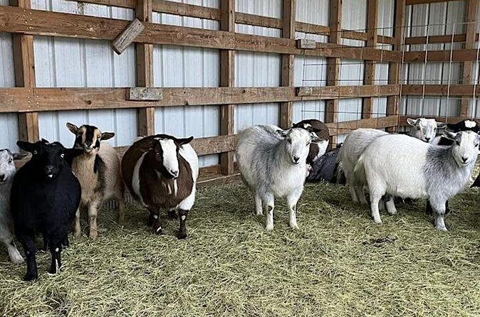 Baby Goat Cuddling and Wine Tour - FAQ