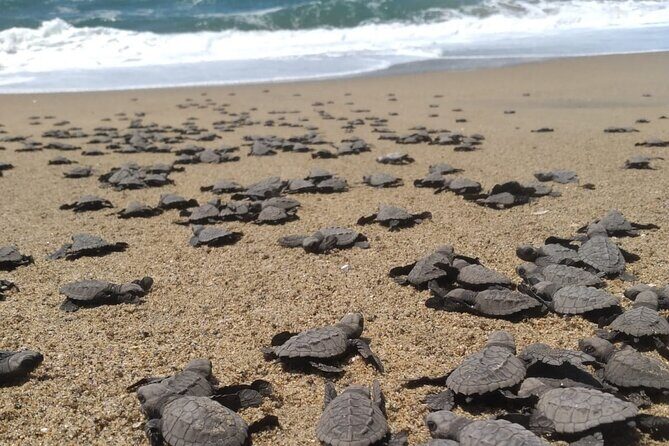 Baby Sea Turtle Releasing Sightseeing Tour with Luis de la Maza - Key Points