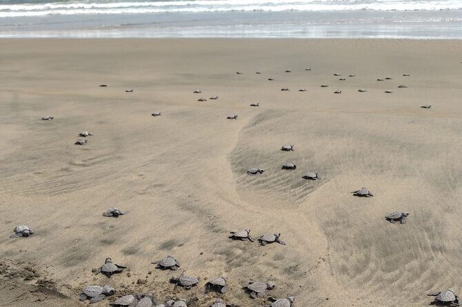 Baby Sea Turtle Releasing Sightseeing Tour with Luis de la Maza - Summary: Who Will Love This Tour?