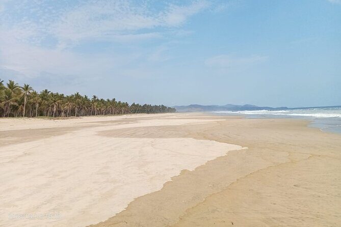 Baby Sea Turtle Releasing Sightseeing Tour with Luis de la Maza - FAQs