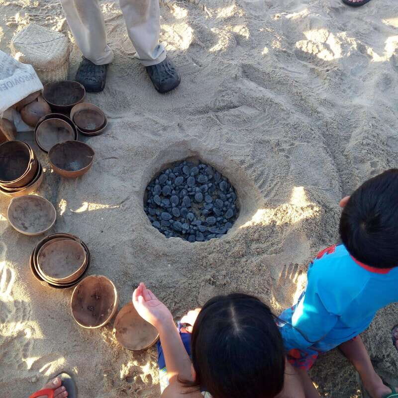 Baby Sea turtles release in Puerto Escondido - Baby Sea Turtles Release in Puerto Escondido – A Genuine Conservation Experience