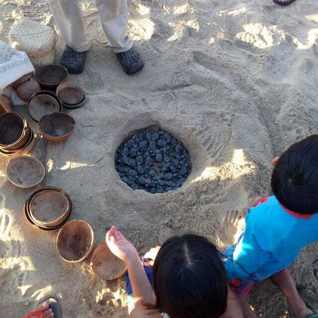 Baby Sea turtles release in Puerto Escondido - Final Thoughts