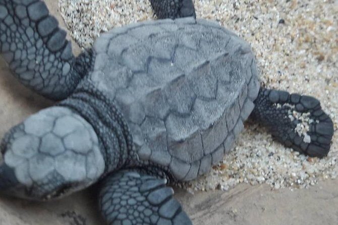 Baby Turtle Release - Introducing the Baby Turtle Release Tour in Puerto Escondido