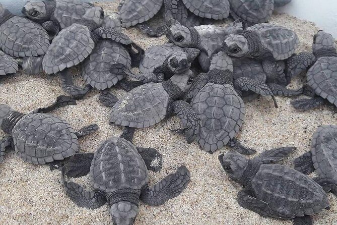 Baby Turtle Release - A Closer Look at the Baby Turtle Release Experience
