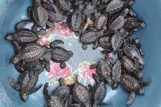 Baby Turtle Release in Coyote Escobilla Beach - Who Should Consider This Tour?