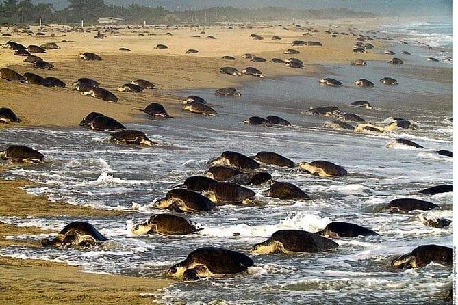 Baby Turtle Release in Coyote Escobilla Beach - FAQs