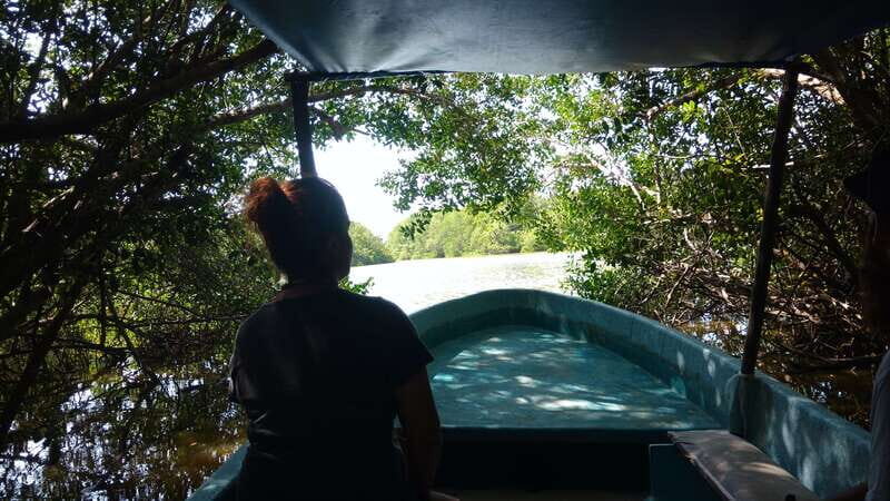 .Baby Turtle Release, Lagoon Boat Ride, and Crocodile Farm - Who Should Consider This Tour?