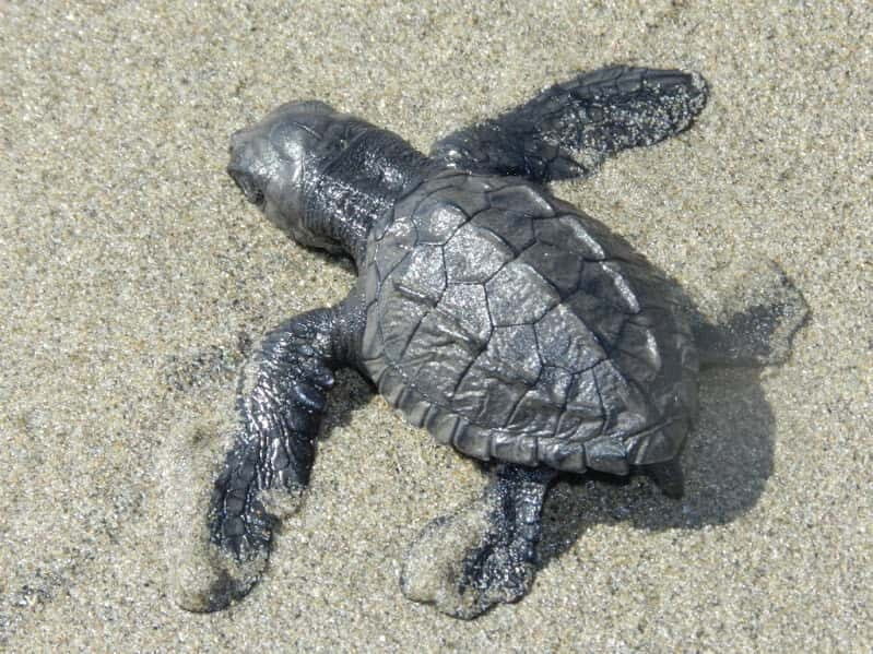 .Baby Turtle Release, Lagoon Boat Ride, and Crocodile Farm - Final Thoughts