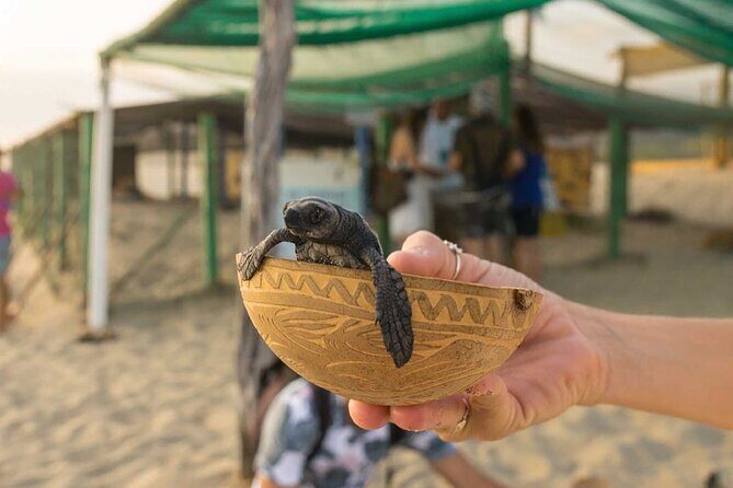 Baby Turtle Release Tour + Pick up + Courtesy in Puerto Escondido! - Is It Worth the Price?
