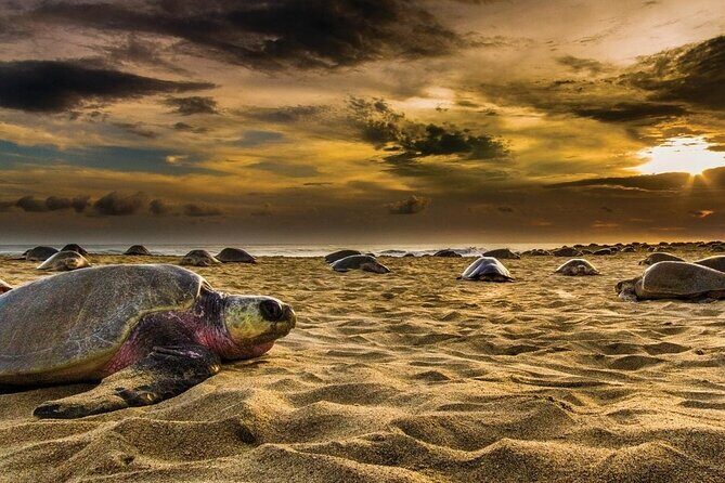 Baby Turtle Release Tour + Pick up + Courtesy in Puerto Escondido! - FAQ Section