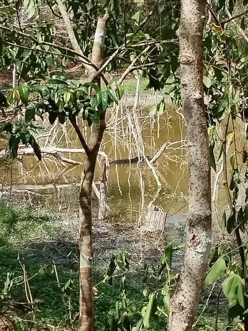 Bacalar: Calakmul ruins tour jungle and the bat volcano.. - Who Is This Tour Best Suited For?