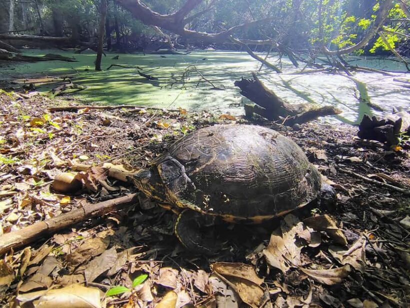 Bacalar: Calakmul ruins tour jungle and the bat volcano.. - Final Thoughts