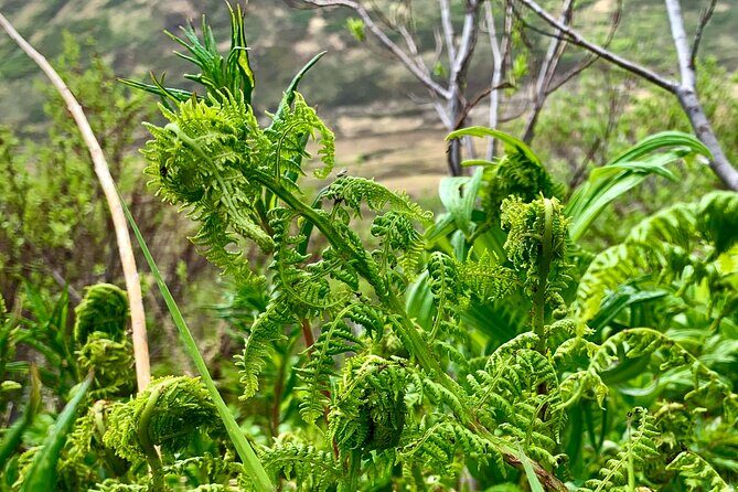 Backcountry Eats & Foraging Treats - Who Will Love This?