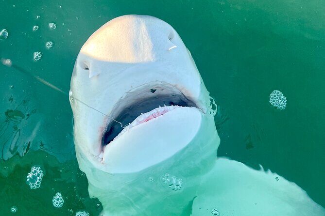 Backcountry Half Day Fishing Key West - FAQs