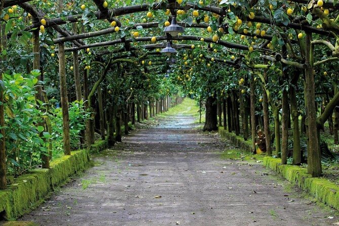 Backroads & Limoncello Experience: Sorrento E-Bike Tour - Traveler Feedback and Ratings