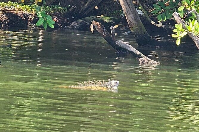 Backwater Wildlife and Boat Tour - Frequently Asked Questions (FAQs)