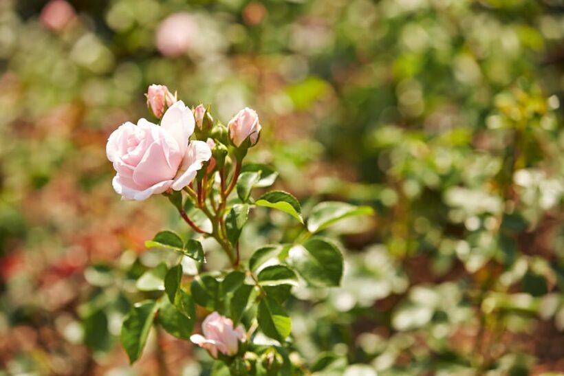 Bad Wörishofen: Rose Garden Tour - FAQ
