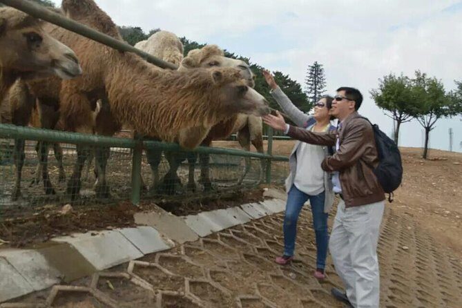 Badaling Wildlife World Private Tour from Beijing - The Sum Up: Who Is This Tour Best For?