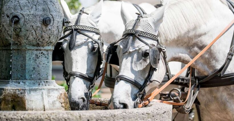 Baden-Baden: Private Walking Tour With A Professional Guide - Key Points
