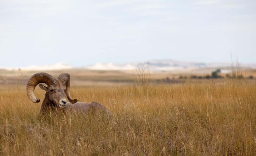 Badlands National Park: Premiere Day Tour - Practical Details and Tips
