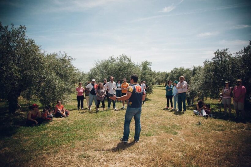 Baeza: Visit to an Ecological Olive Grove + Olive Oil Tasting - Who Will Love This Tour?