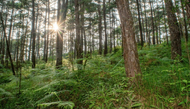 BAGUIO CITY DAY TOUR (FROM MANILA) - Exploring Baguio’s Iconic Attractions