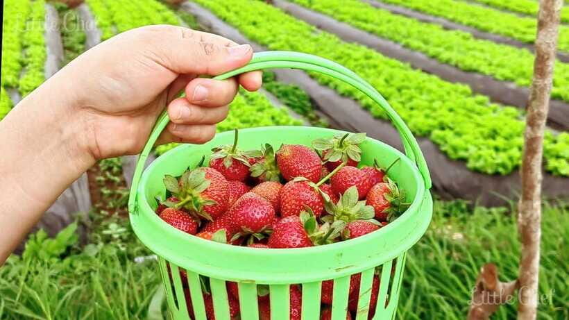 Baguio Country Side Tour - Authentic Feedback from Travelers