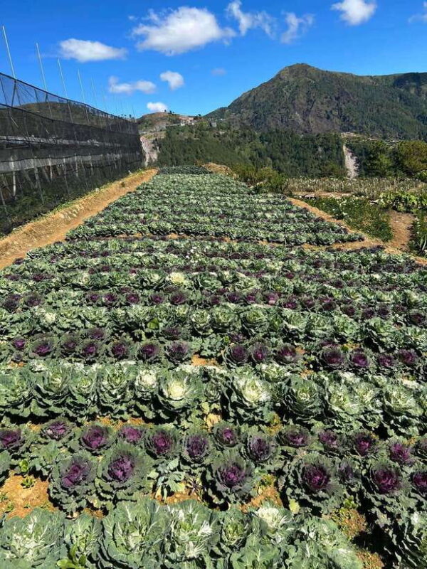 BAGUIO: Culture and Heritage Tour 2D1N - What Makes This Tour Stand Out?