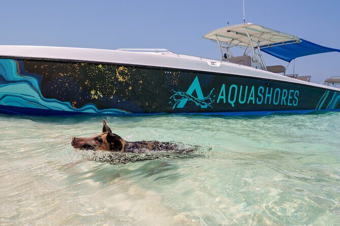Bahamas Adventure: Pigs, Reef, Turtles, and Beach with Lunch - FAQs