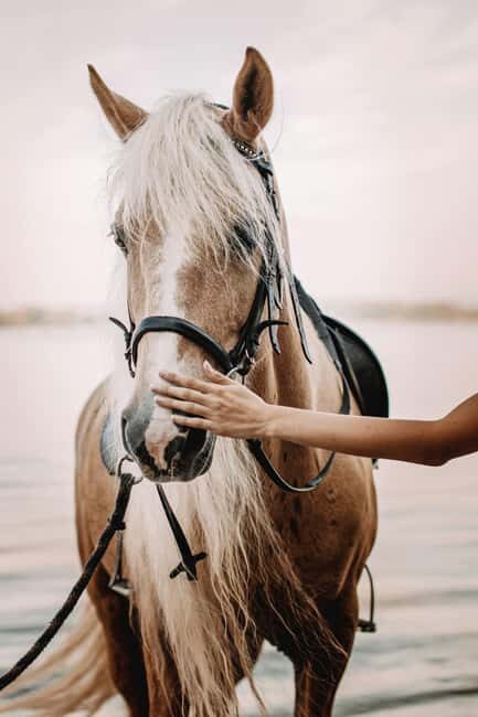Bahamas: Horseback Riding Adventure on Beaches & Trails - What to Expect: An Honest Look at the Adventure