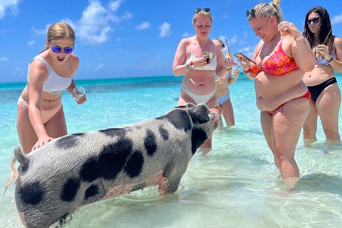 Bahamas Swimming Pigs Experience on Rose Island - In-Depth: The Itinerary and What It Means for You